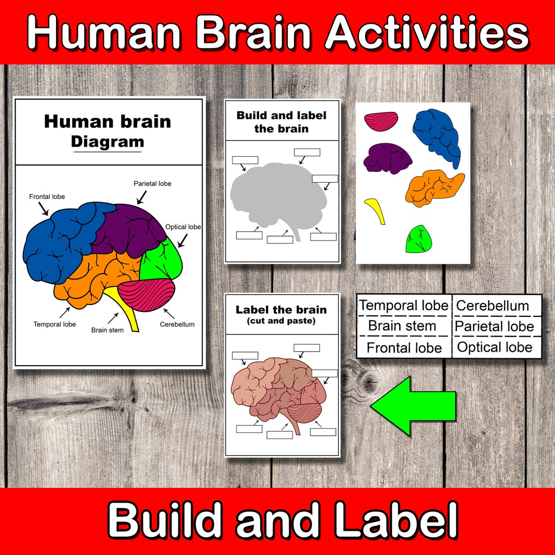 Label the Human Brain | Anatomy Craft | Biology Activity + Worksheet - Etsy