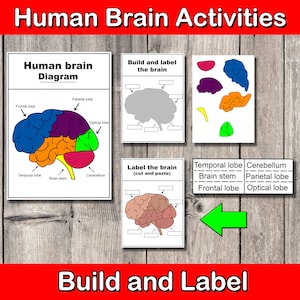 Label the Human Brain | Anatomy Craft | Biology Activity + Worksheet - Etsy