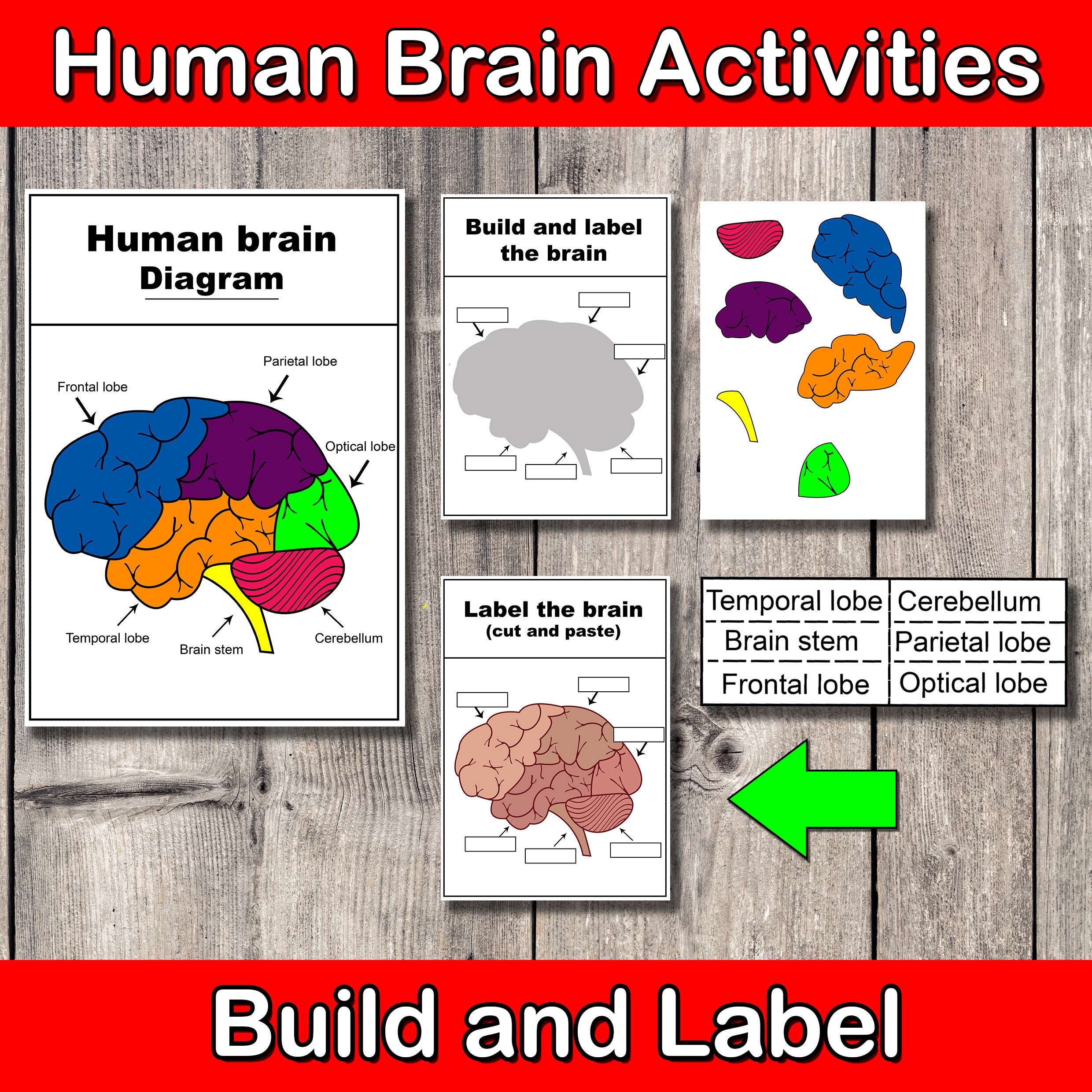 Label the Human Brain | Anatomy Craft | Biology Activity + Worksheet - Etsy