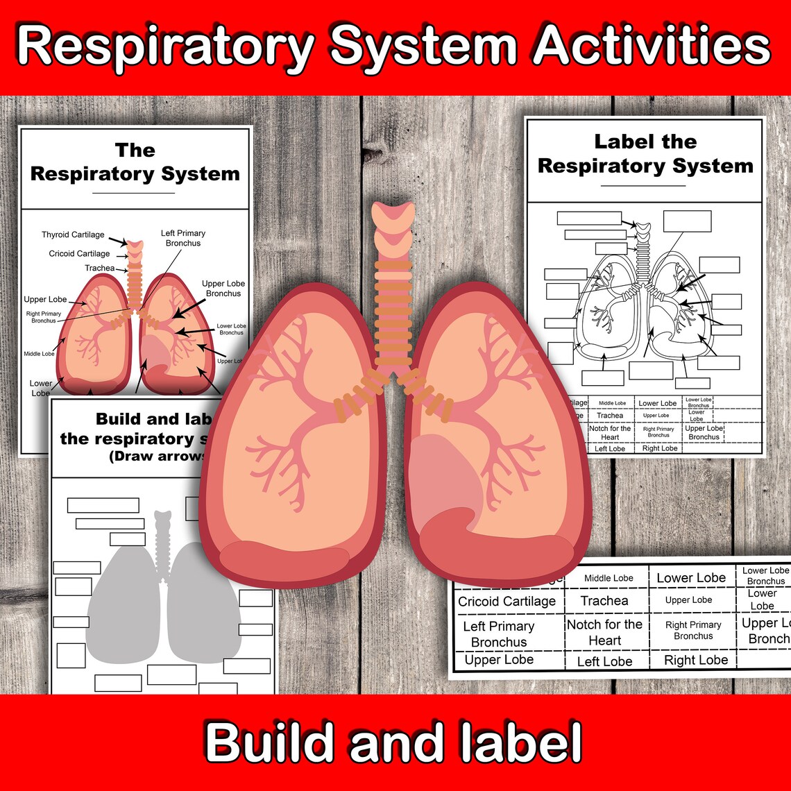 Anatomy Worksheet Mega Bundle | Build and Label the Human Body | Human ...