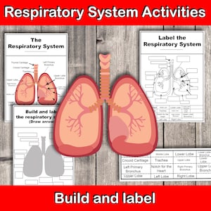 Anatomy Worksheet Mega Bundle | Build and Label the Human Body | Human ...