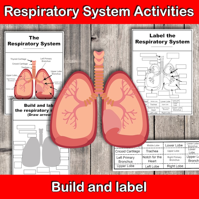 Anatomy Worksheet Bundle Build and Label the Human Body Human Anatomy ...