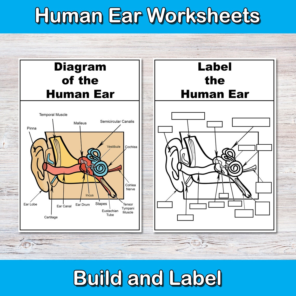 Build and Label the Human Ear | Anatomy Worksheets | Ear Activities ...