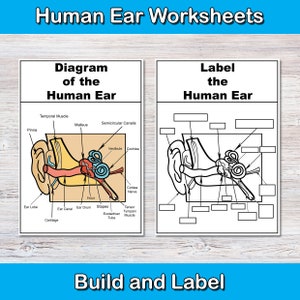 Build and Label the Human Ear | Anatomy Worksheets | Ear Activities ...