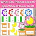 What a Flower Needs to Grow, Preschool Curriculum, Learning About ...