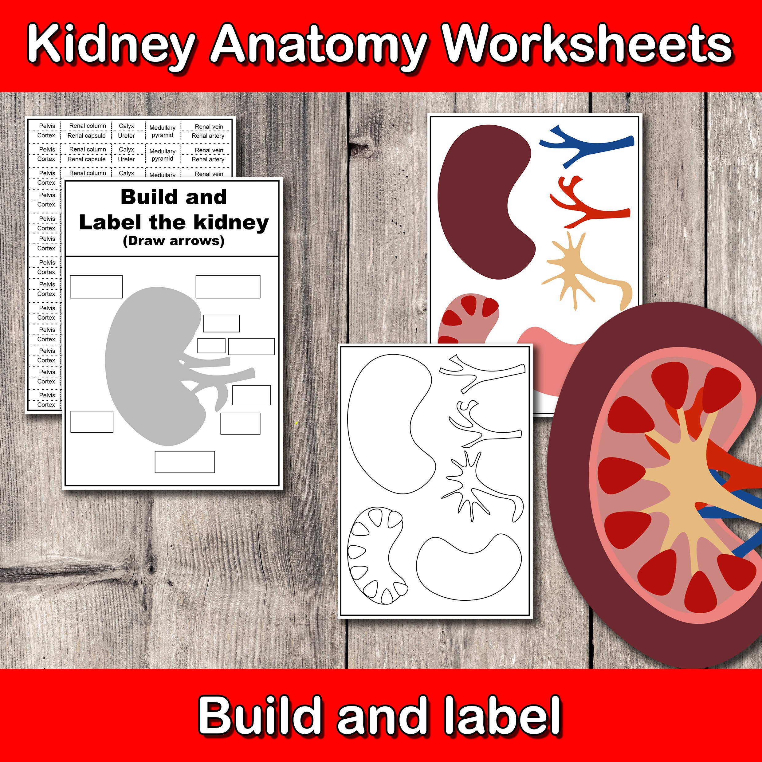 Build and Label the Human Kidney | Anatomy Worksheets | Biology ...