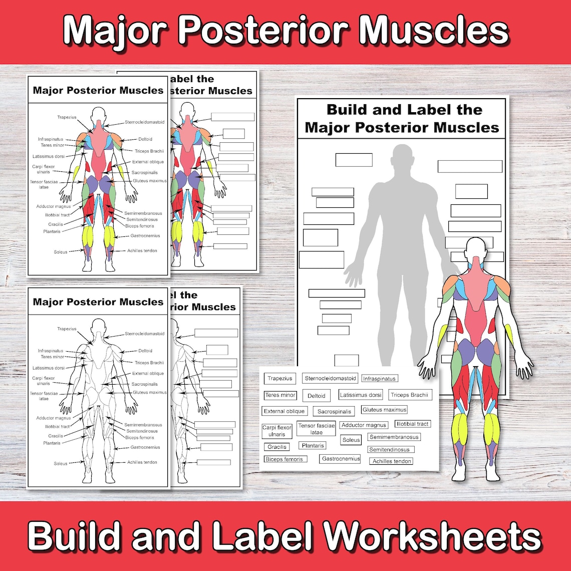Build and Label the Posterior Muscles | Anatomy Worksheets | Muscle ...