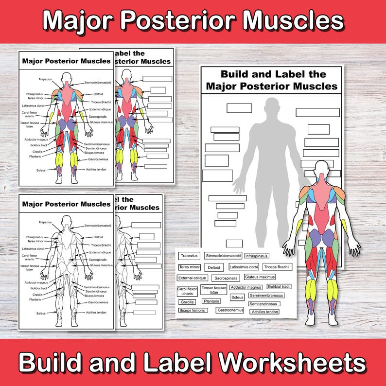Build and Label the Posterior Muscles | Anatomy Worksheets | Muscle ...