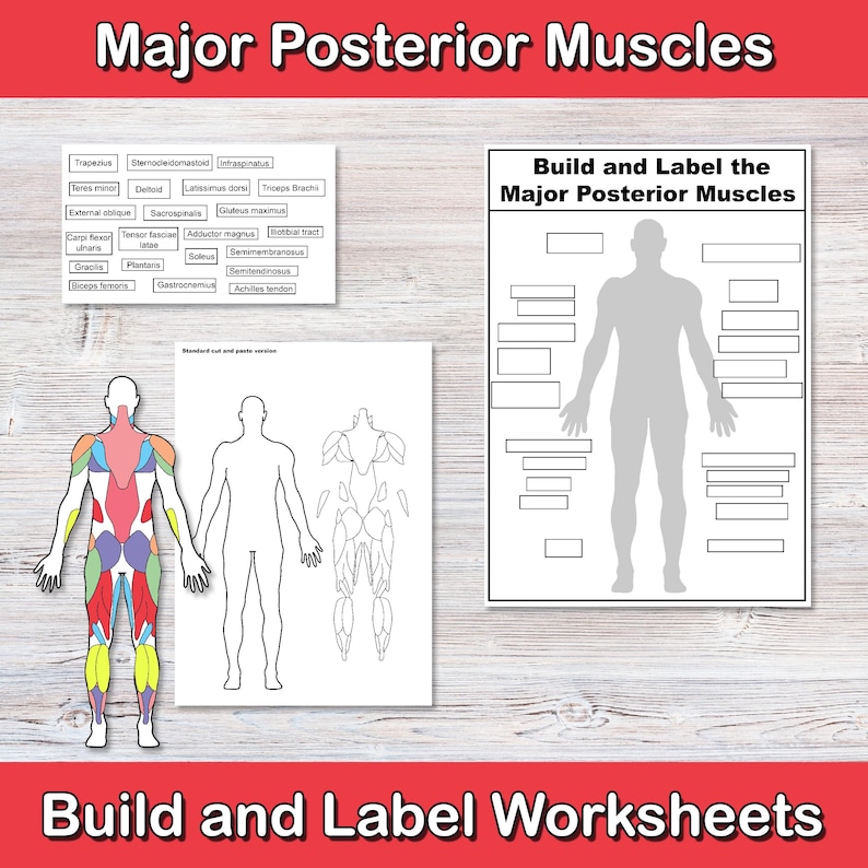 Build and Label the Posterior Muscles | Anatomy Worksheets | Muscle ...