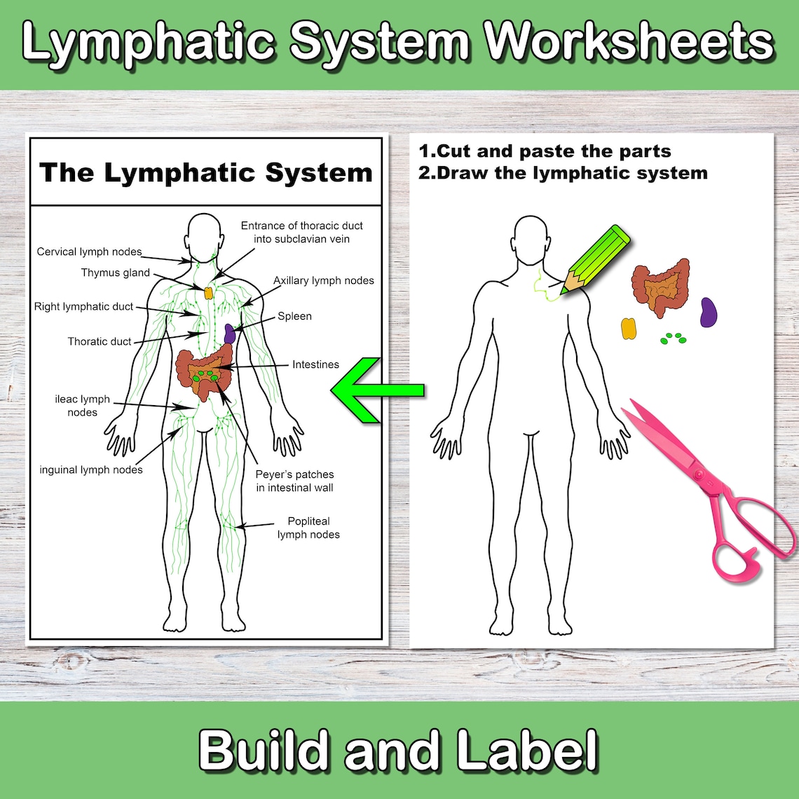 Build and Label the Lymphatic System | Anatomy Worksheets | Lymph ...