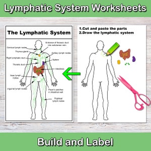 Build and Label the Lymphatic System | Anatomy Worksheets | Lymph ...