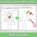 Build and Label the Lymphatic System | Anatomy Worksheets | Lymph ...