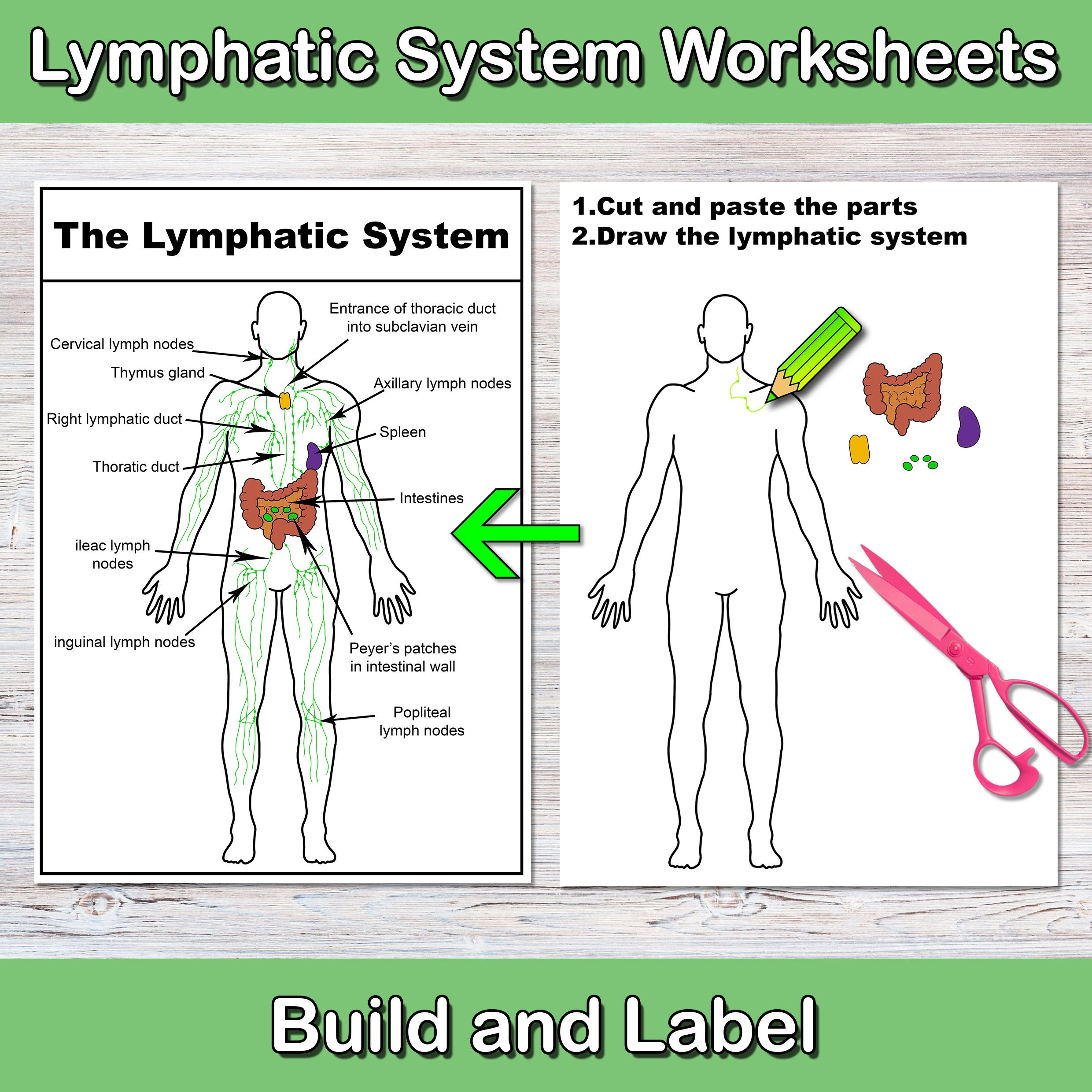 Build and Label the Lymphatic System | Anatomy Worksheets | Lymph ...