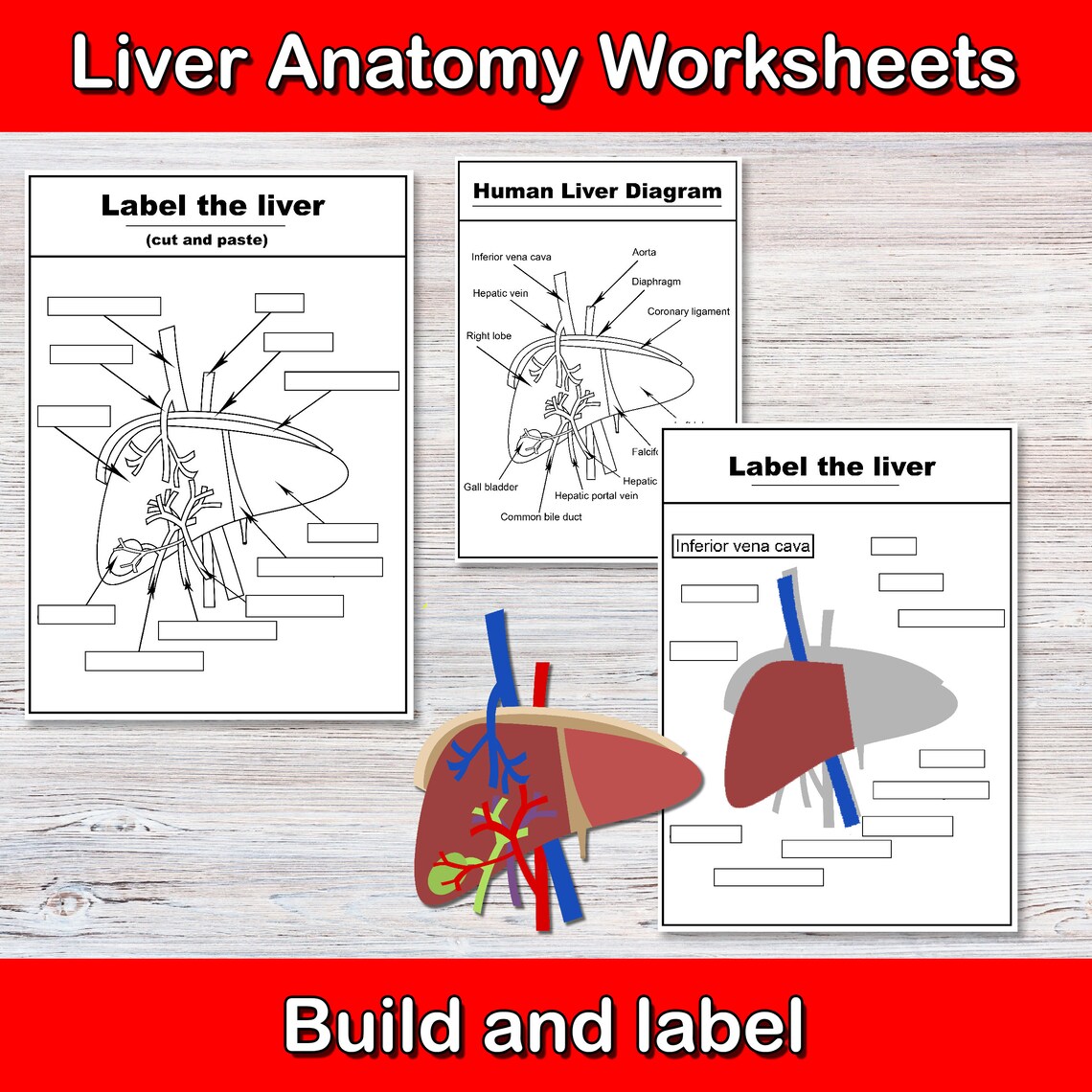 Build and Label the Human Liver Anatomy Worksheets Liver Activities ...