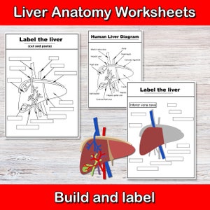 Build and Label the Human Liver Anatomy Worksheets Liver Activities ...