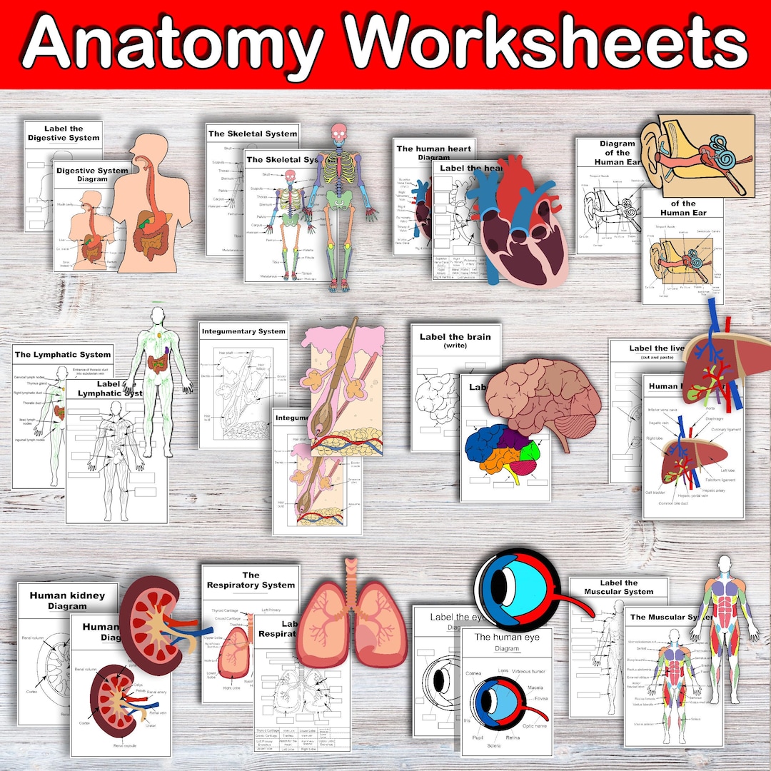 Anatomy Worksheet Mega Bundle | Build and Label the Human Body | Human ...