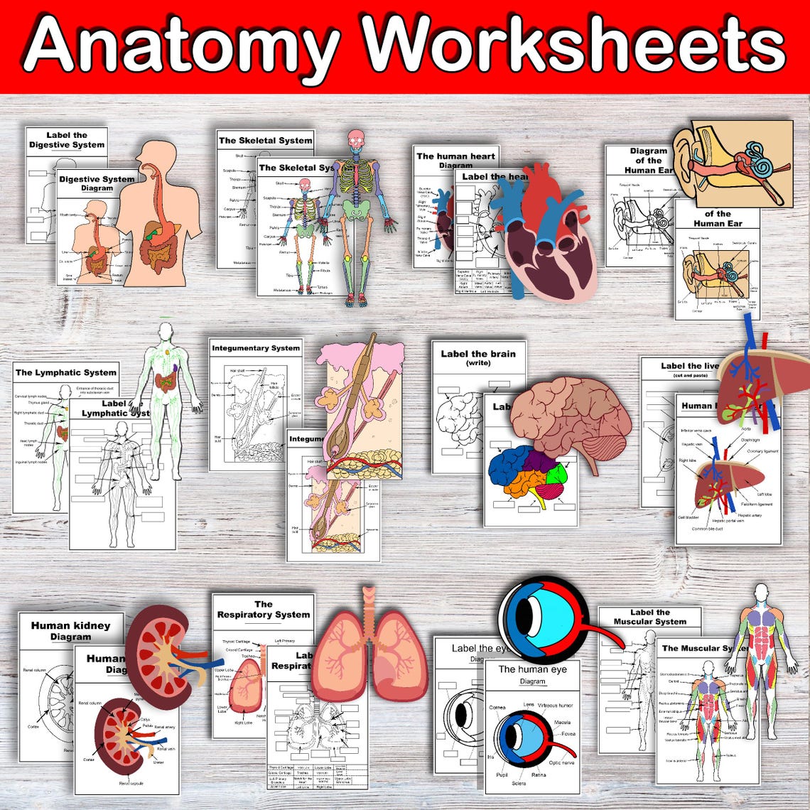 Anatomy Worksheet Mega Bundle | Build and Label the Human Body | Human ...