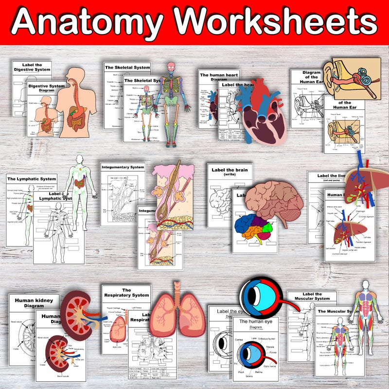 Human Anatomy Printable - Etsy