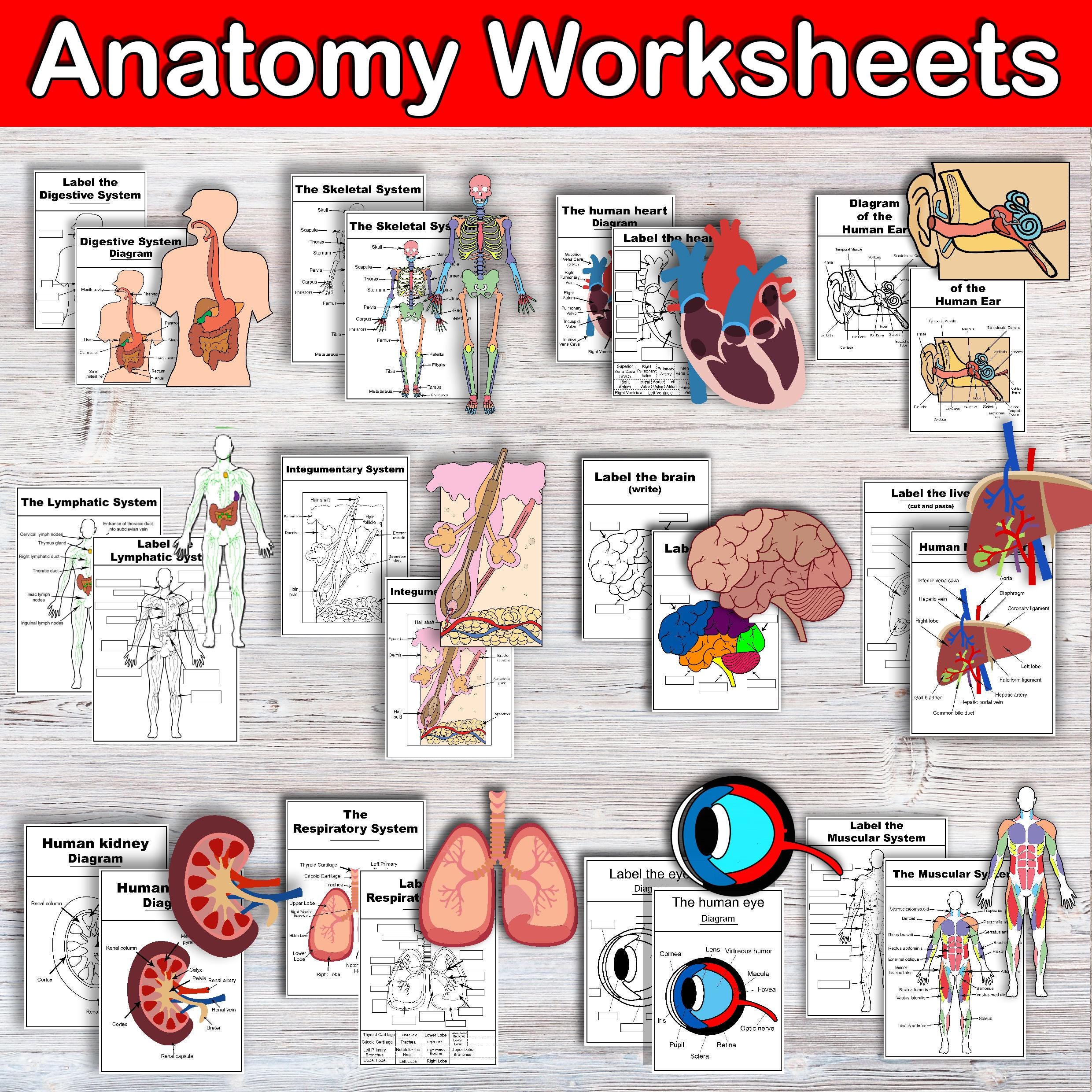 Anatomy Worksheet Mega Bundle | Build and Label the Human Body | Human ...