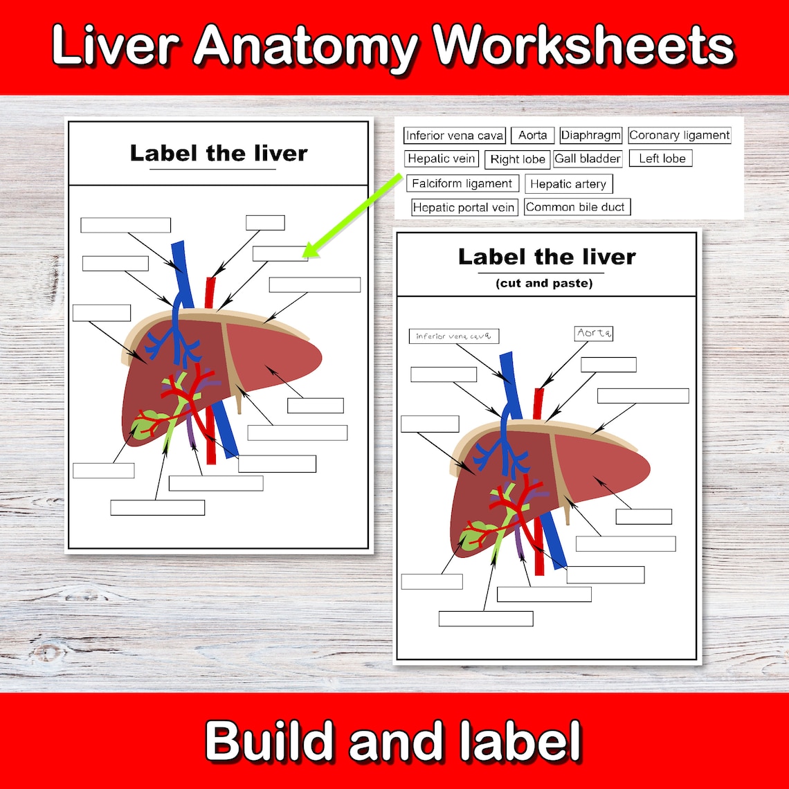 Build and Label the Human Liver | Anatomy Worksheets | Liver Activities ...