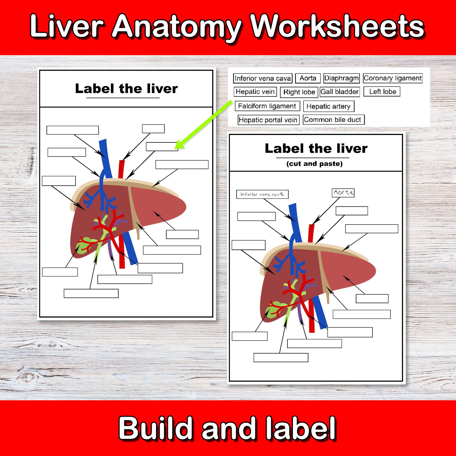Build and Label the Human Liver | Anatomy Worksheets | Liver Activities ...