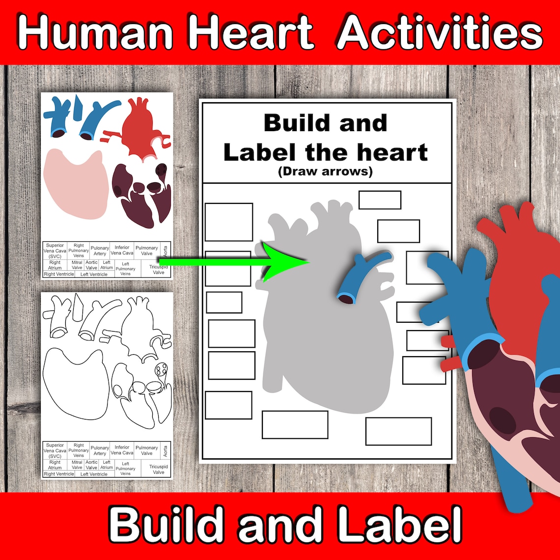 Label the Heart Poster, Human Heart Anatomy Craft, Build and Label ...