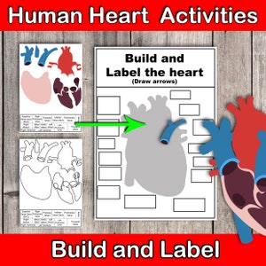 Label the Heart Poster, Human Heart Anatomy Craft, Build and Label ...