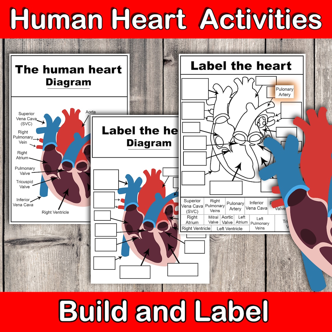 Label the Heart Poster, Human Heart Anatomy Craft, Build and Label ...