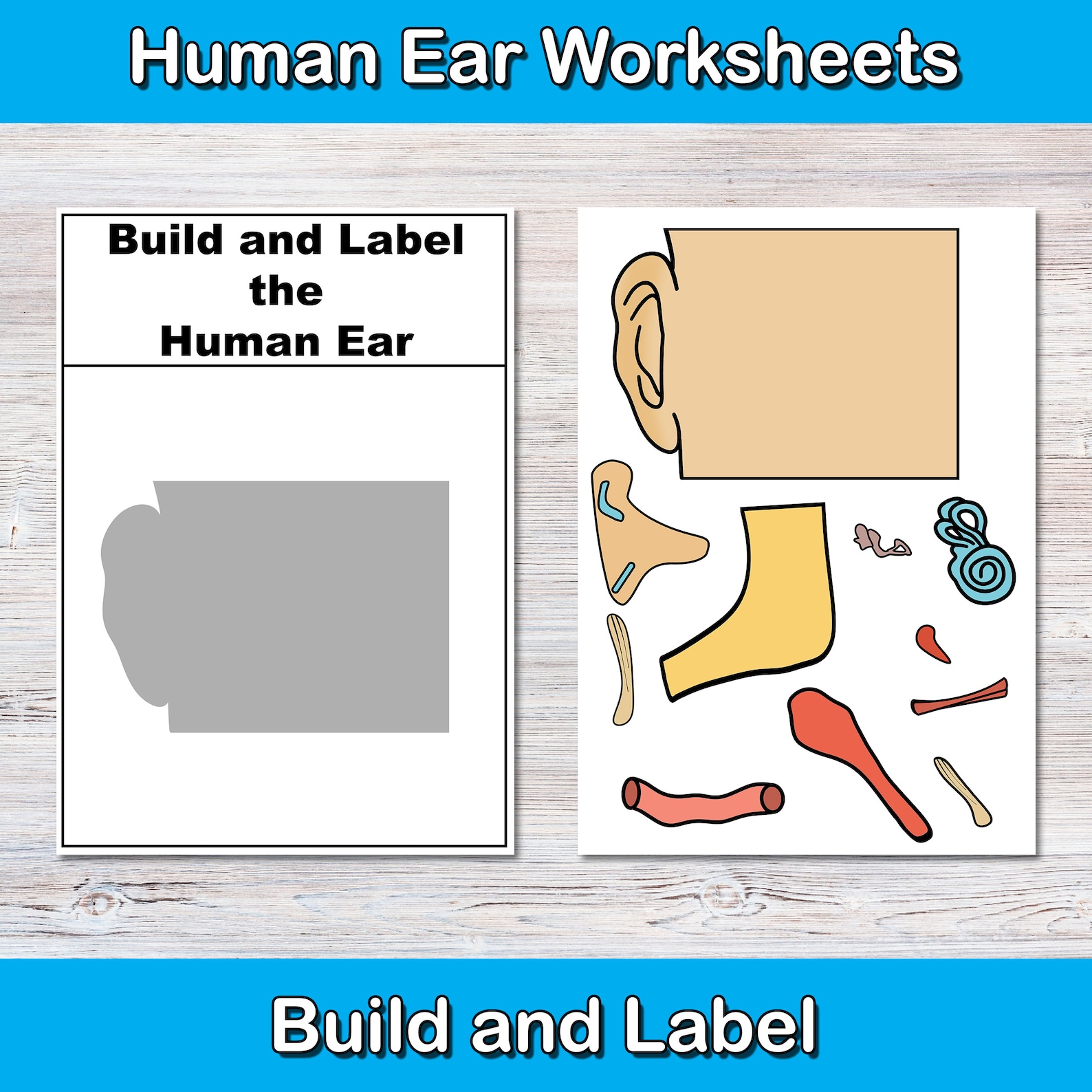 Build and Label the Human Ear | Anatomy Worksheets | Ear Activities ...