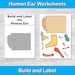 Build and Label the Human Ear | Anatomy Worksheets | Ear Activities ...