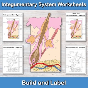 Build and Label the Integumentary System | Anatomy Worksheets | Skin ...