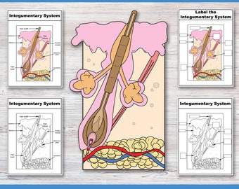 Build and Label the Muscular System | Anatomy Worksheets | Muscle ...