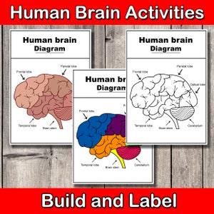Label the Human Brain | Anatomy Craft | Biology Activity + Worksheet - Etsy