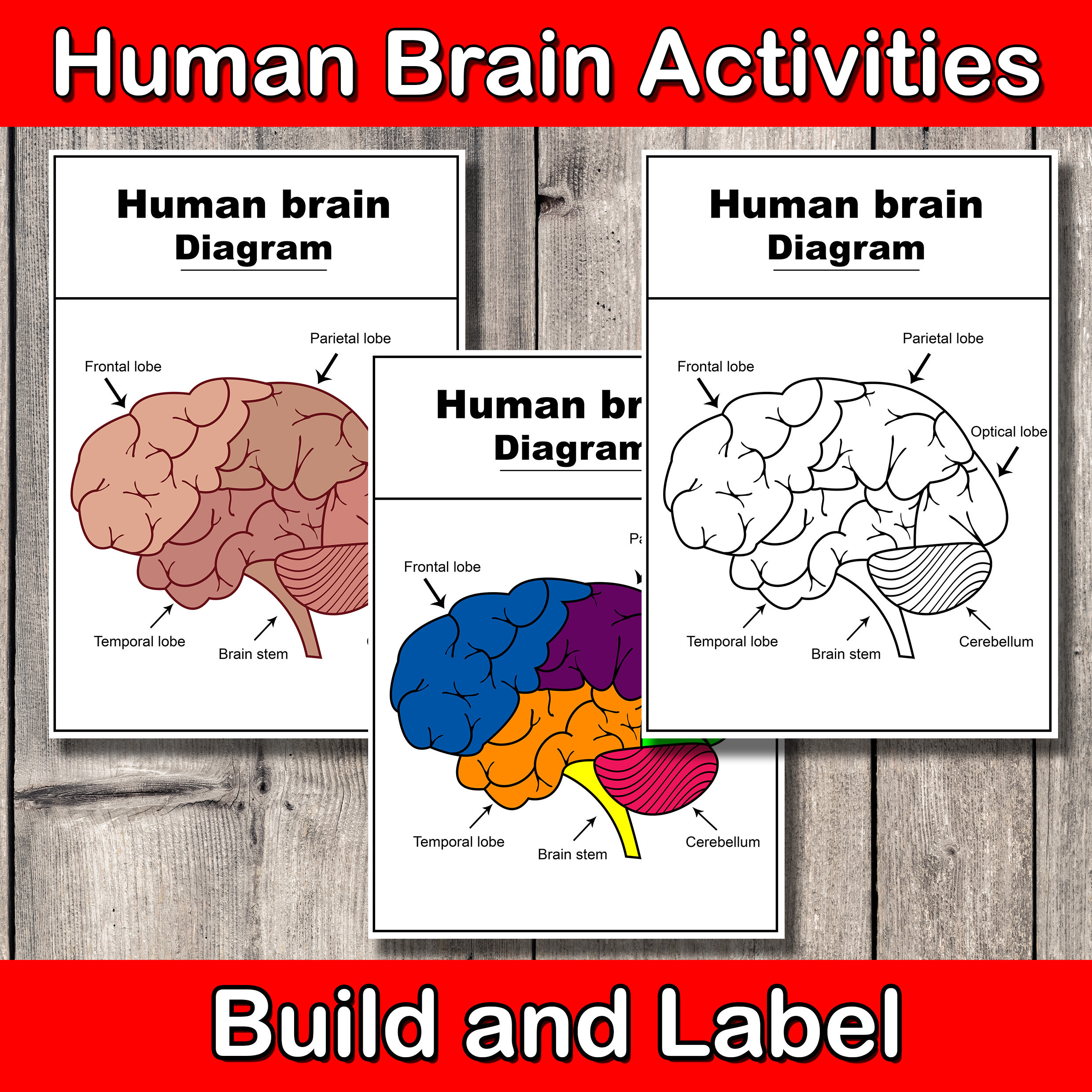 Label the Human Brain | Anatomy Craft | Biology Activity + Worksheet - Etsy