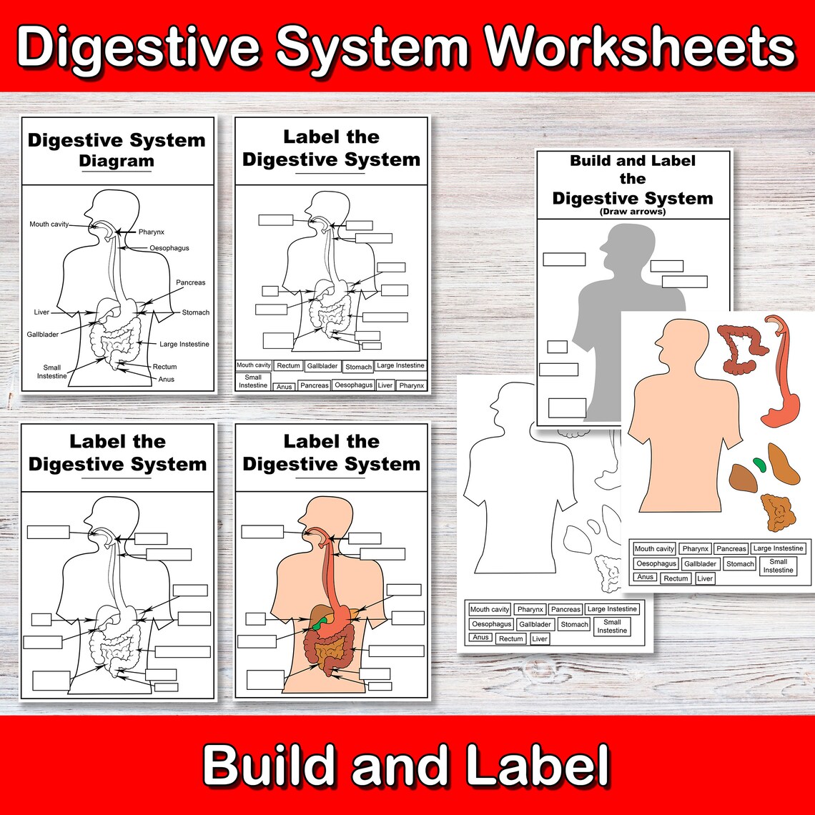 Build and Label the Digestive System | Anatomy Worksheets | Middle ...