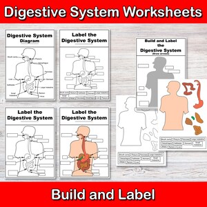 Build and Label the Digestive System Anatomy Worksheets Middle School ...