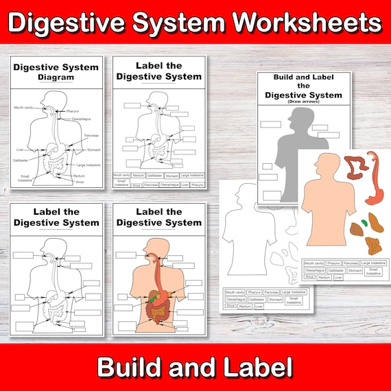 Hoja De Trabajo Sobre El Sistema Digestivo Ficha De Actividad: Dibujo
