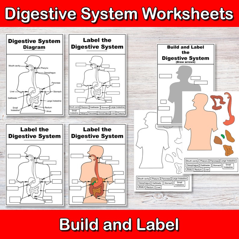 Build and Label the Digestive System | Anatomy Worksheets | Middle ...
