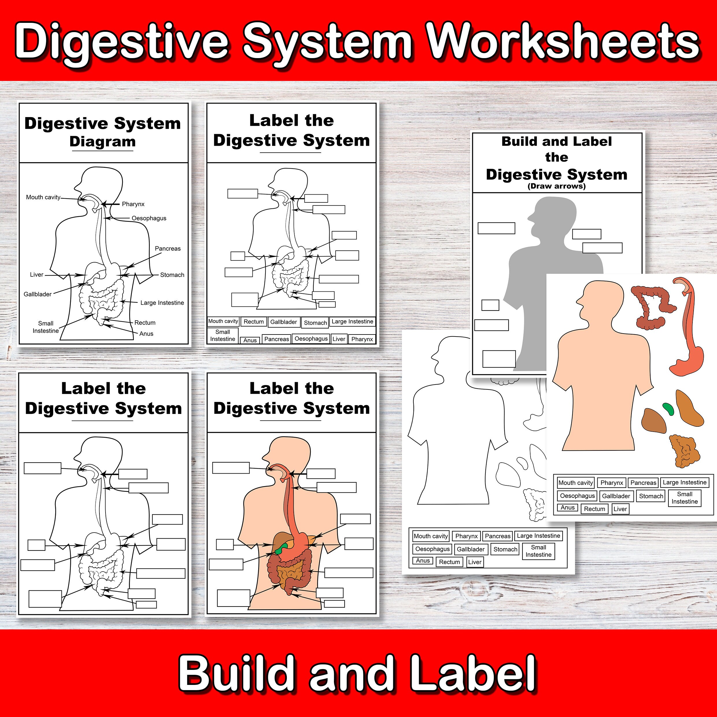 Build and Label the Digestive System | Anatomy Worksheets | Middle ...