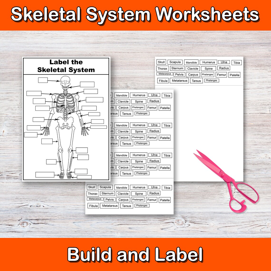 Build and Label the Skeletal System | Anatomy Worksheets | Biology ...
