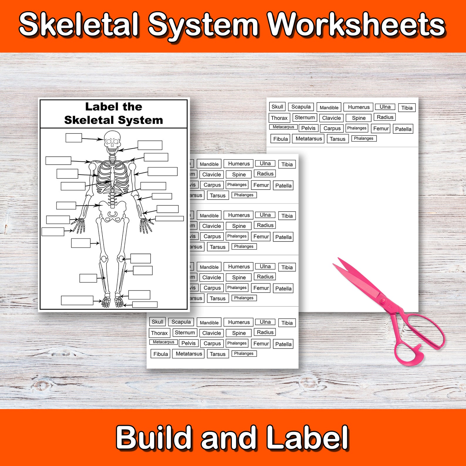 Build and Label the Skeletal System | Anatomy Worksheets | Biology ...
