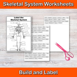 Build and Label the Skeletal System | Anatomy Worksheets | Biology ...