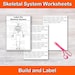 Build and Label the Skeletal System | Anatomy Worksheets | Biology ...
