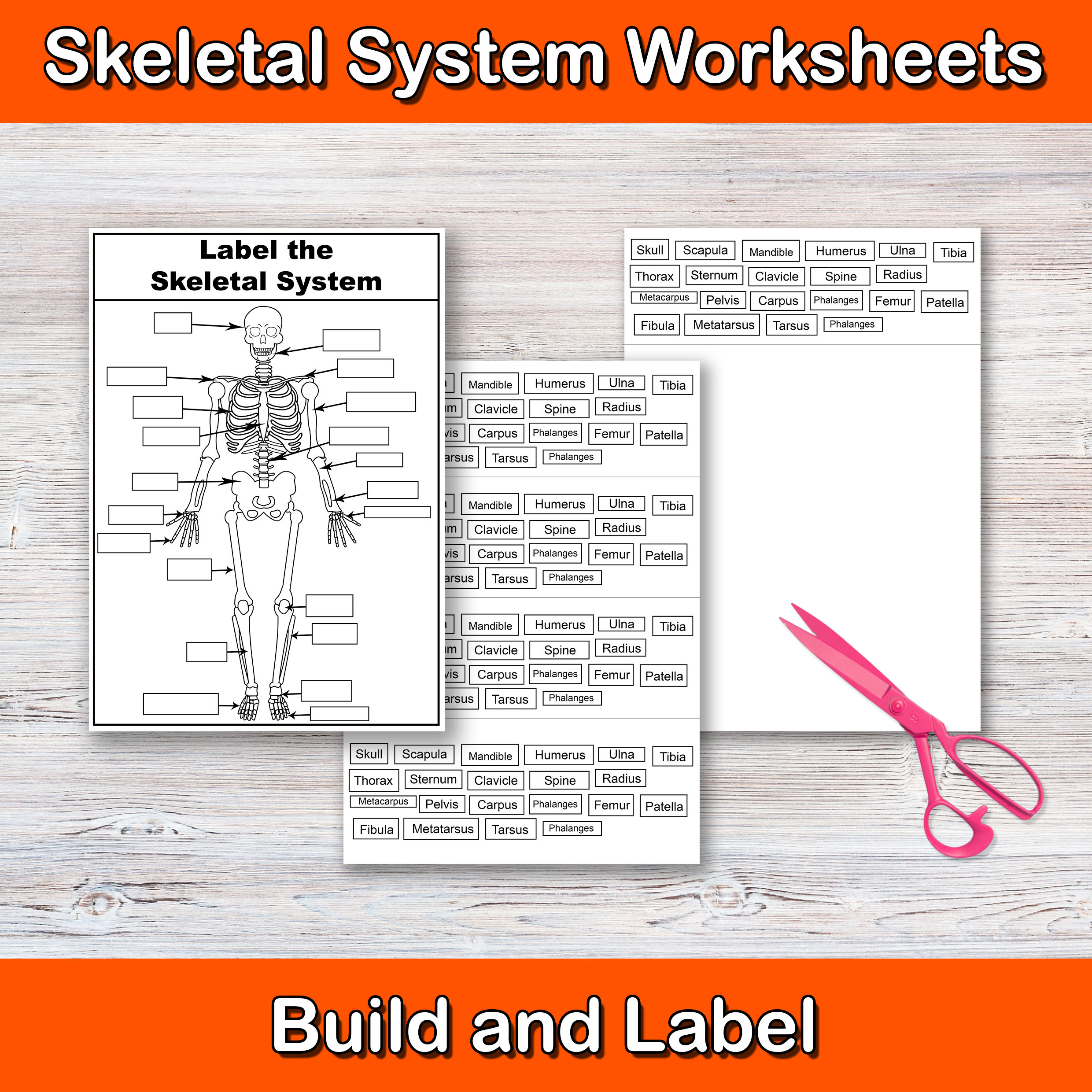 Build and Label the Skeletal System | Anatomy Worksheets | Biology ...