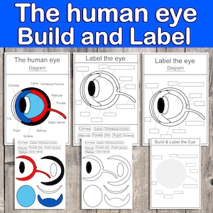 Anatomy Worksheet Bundle | Build and Label the Human Body | Human ...