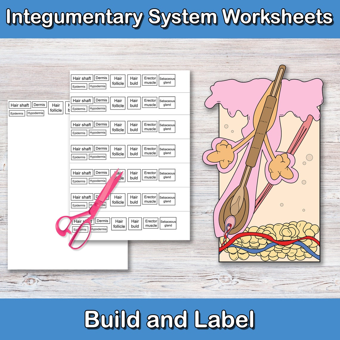 Build and Label the Integumentary System | Anatomy Worksheets | Skin ...