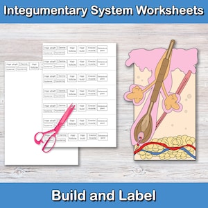 Build and Label the Integumentary System | Anatomy Worksheets | Skin ...
