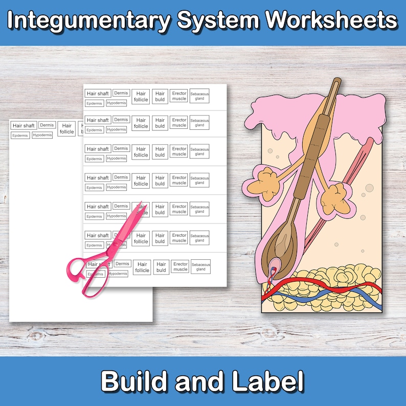 Build and Label the Integumentary System | Anatomy Worksheets | Skin ...