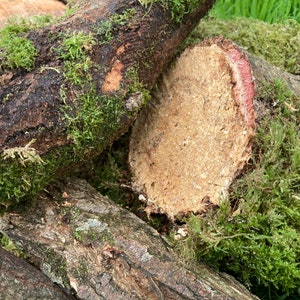 Garden Habitat Log Pile Pack / Natural Wildlife Wood Home for Insects ...