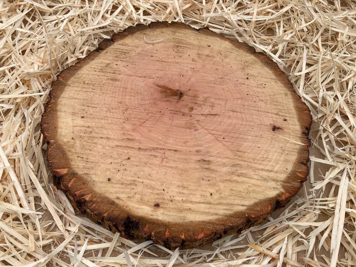 Natural Round Log Slices Rustic Green Wood Slice for Crafts - Etsy